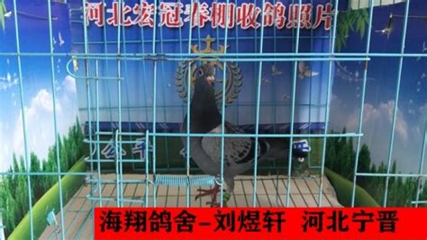 海翔鸽舍 刘煜轩 zimgs