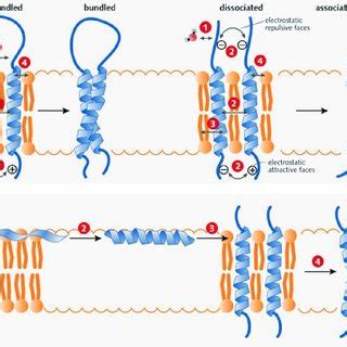 Helix Formation And Bundling Association Within Membranes A Download Scientific Diagram