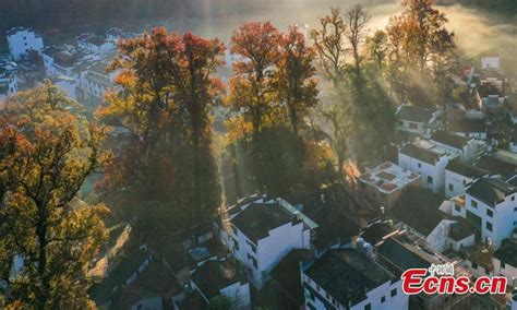 Maple Leaves Turn Red In E Chinas Ancient Village Global Times