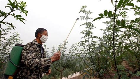 這種作物，明年種植肯定賺錢，每畝利潤6000以上，可能您不敢種！ 每日頭條