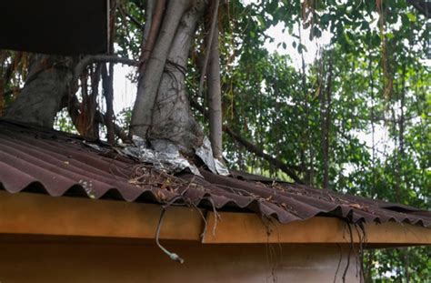 A Saigon café climbs trees to serve its customers Read to lead