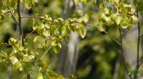 Reproduction Of Aspen Habitat Propagation Ecology