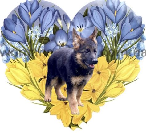 Німецька вівчарка 350 Собаки Стрий на Olx