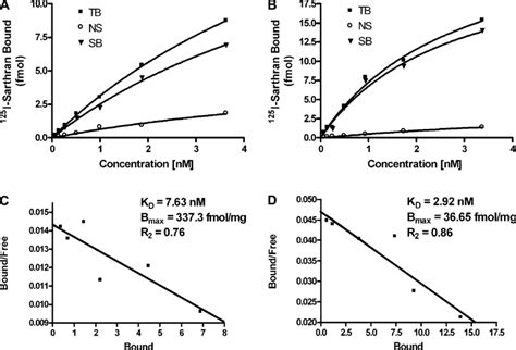 Representative Saturation Binding For Ang Ii Receptors In Nuclear A Download Scientific
