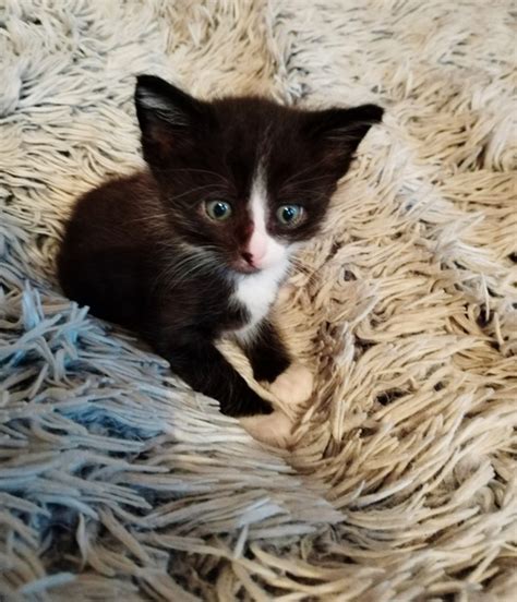 Отдадим в добрые хорошие руки лаского умного игривого котёнка Мартина родился 03 го марта