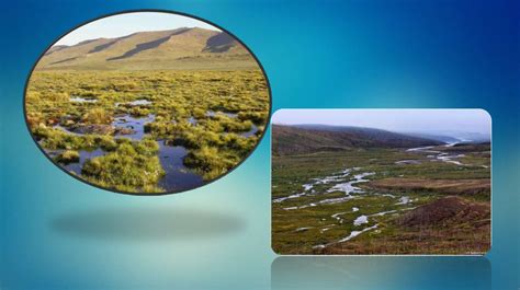 Природная зона тундра презентация онлайн