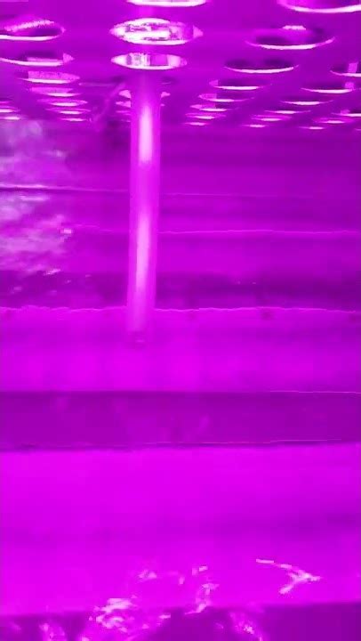 새싹인삼 수경재배기 06 소셜텍 Youtube