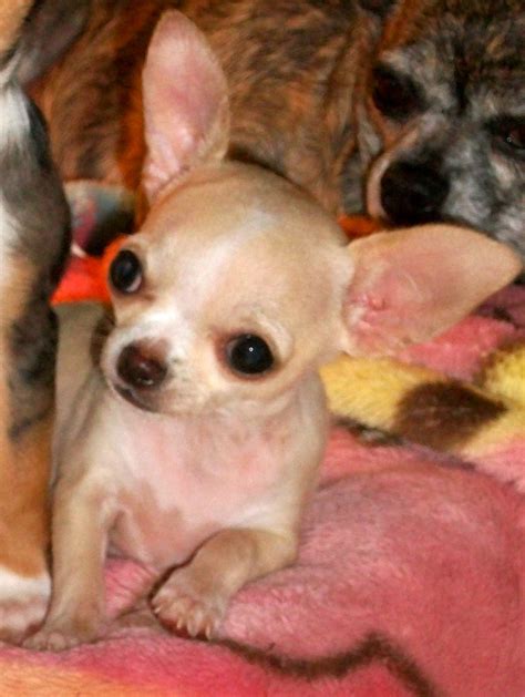 Tiny Tim Apple Head Chihuahua
