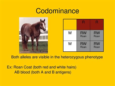 Exploring Mendelian Genetics Ppt Download
