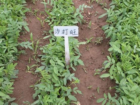 沙打旺种植时种子如何选择？购买种子去哪里？ 花海建设 长景园林网