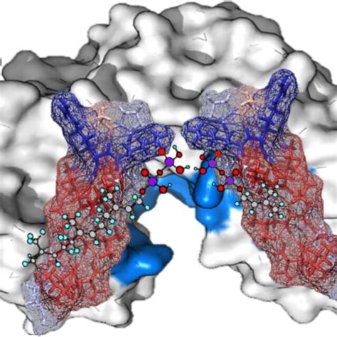 A Close‐up Schema Of The Putative Relationship Of The Two Specific
