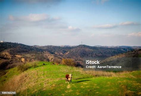 치 노 힐스 캘리포니아 산 밸리 캐년 공원 장면 암소 황소 가축 황소 초원 스텝 대초원 석양 황혼 하늘 목장 초원 농촌 시골 장면 언덕에 대한 스톡 사진 및 기타 이미지
