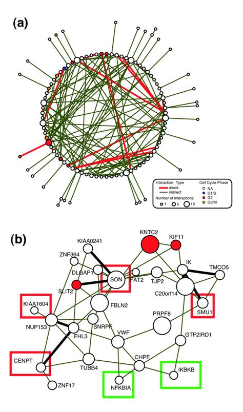 Validation Of Sirna Sequences For Essential Mitotic Genes A