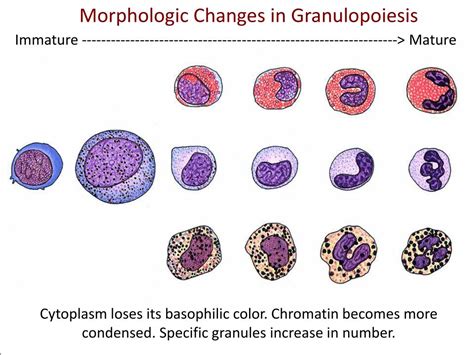 Immature Granulocytes Normal Range