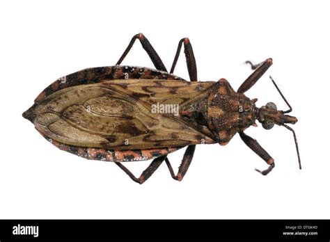 Triatomine Bug Cut Out Stock Images And Pictures Alamy