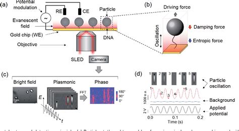 Figure 1 From Roles Of Entropic And Solvent Damping Forces In The Dynamics Of Polymer Tethered