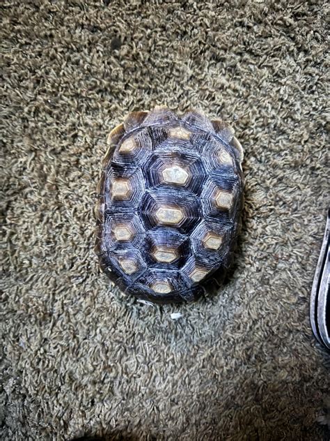 Sex And Age R Tortoise