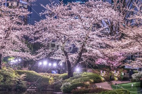 毛利庭園の夜桜（六本木） Id 17610 ご当地写真・イラスト素材サイト Pictyピクティ