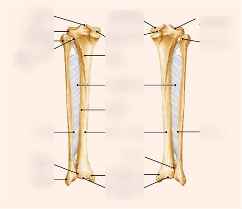 Aandp Tibia And Fibula Bone Labeled Diagram Quizlet
