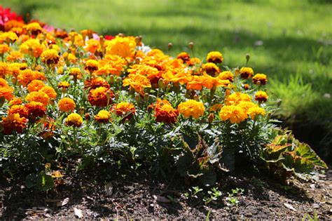 오렌지 아프리카 메리 골드 꽃으로 심어 화단 테두리여름 정원 공원의 이미지 연간 꽃 메리 골드 는 오렌지 꽃 잎 꽃 봉오리 잔디 잔디 잔디 성장 전체 태양에 의해 침구