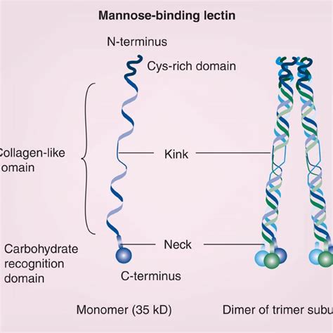 Pdf Takahashi K Mannose Binding Lectin And The Balance Between