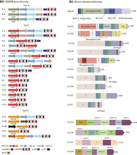 The Classification And Domain Architecture Of Class 2 Crispr Systems A Download Scientific