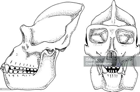 고릴라의 생물학 해부학 그림입니다 오래 된 스케치와 빈티지 스타일에 새겨진된 핸드 원숭이 해골 또는 골격 실루엣 검은색에 대한 스톡 벡터 아트 및 기타 이미지 Istock