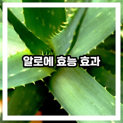 알로에 생김새와 특징 성분 효능 이용법 먹는법 주의사항 한꺼번에 알아보자 알로에 생김새와 특징 성분 효능 이용법 먹는법 주의사항 한꺼번에 알아보자