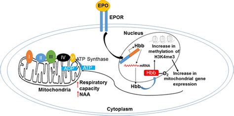 Schematic Diagram Of EPO Mechanism Of Action In Neurons EPO Binds To Download Scientific