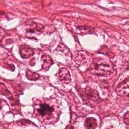 Basic Tile Dataset Object Detection Dataset And Pre Trained Model By 0 Basic Tile Dataset