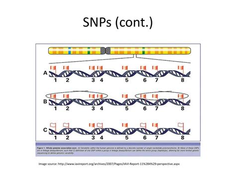 Ppt Imputing Hla Alleles From Snps Powerpoint Presentation Free