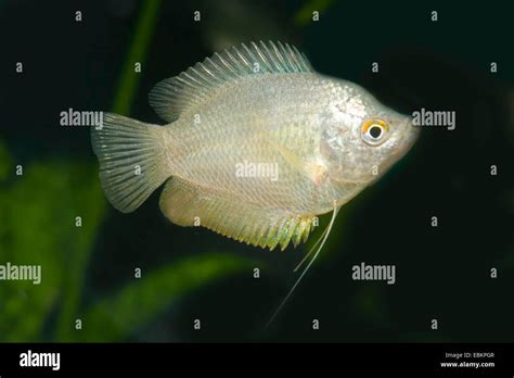 Dwarf Gourami Female