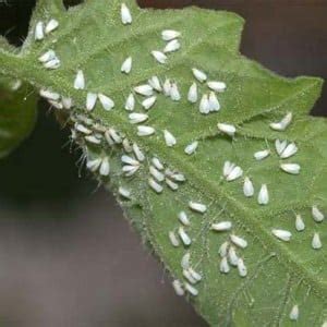 Big Daddy Pepper Reviews From Experienced Farmers Photos Of Unusual