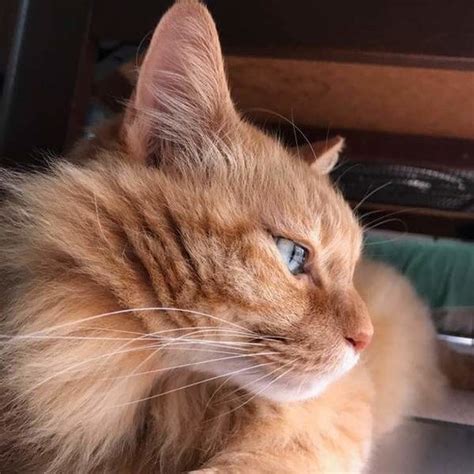 猫の魅力は横顔にあり愛猫の美横顔を撮影するテクニックねこのきもちNEWS