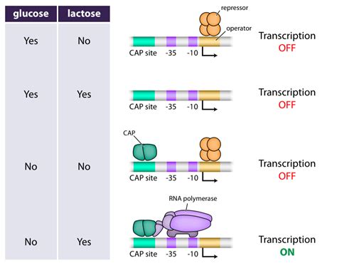 Lac Operon Without Lactose