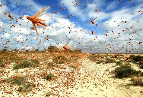 Solved The Mystery Of Why Locusts Swarm The Independent The