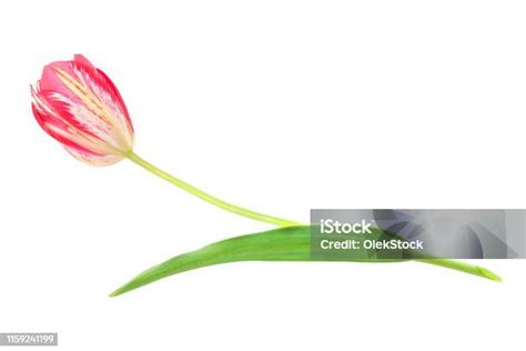 흰색 배경에 고립 된 녹색 줄기와 잎이있는 단일 신선한 전체 튤립 빨간색과 노란색 색상 0명에 대한 스톡 사진 및 기타 이미지 0명 계절 공휴일 Istock