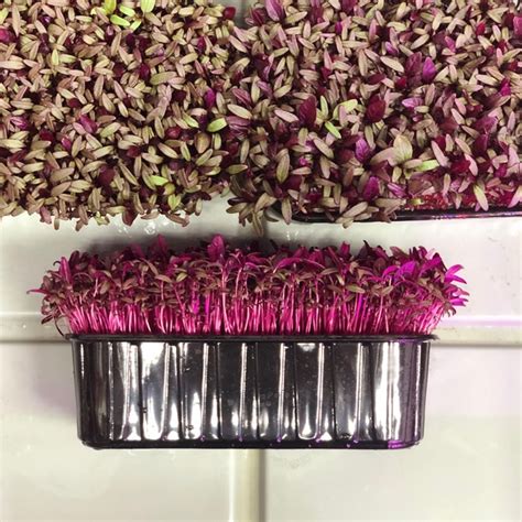 Freshpot Микрозелень Пермь ВКонтакте