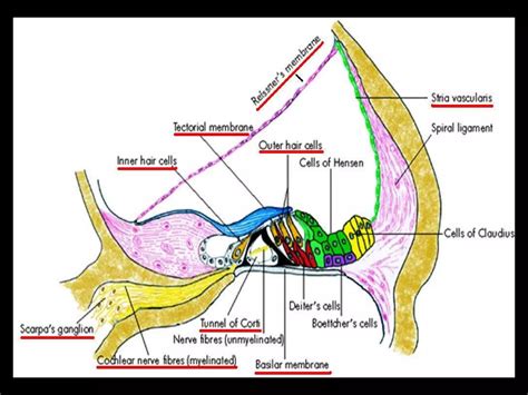 1 Anatomy Of Ear And Mastoid Ppt