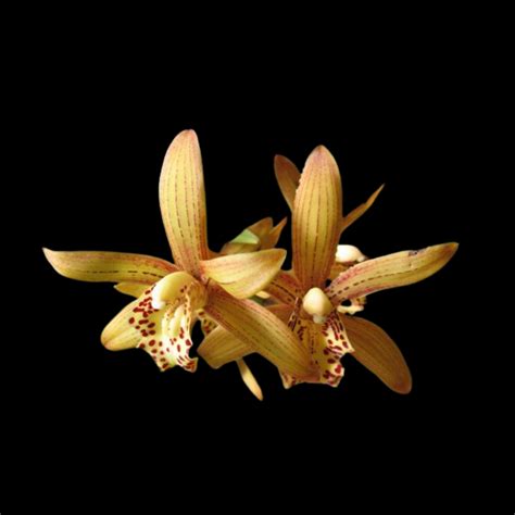 Cymbidium Chens Ruby La Foresta Orchids