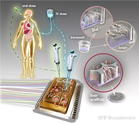 器官芯片以及生物医学应用 知乎