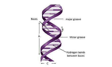 Dna Double Helix Model
