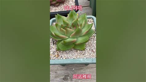 알리다육다육이 다육식물 다육화분 다육화분 다육 다육이키우기 다육이금 다육수입succulents다육창 Youtube