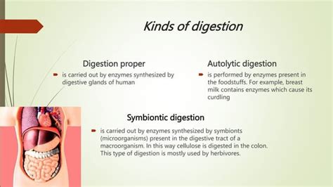 Physiology Of Digestion Digistive System Ppt