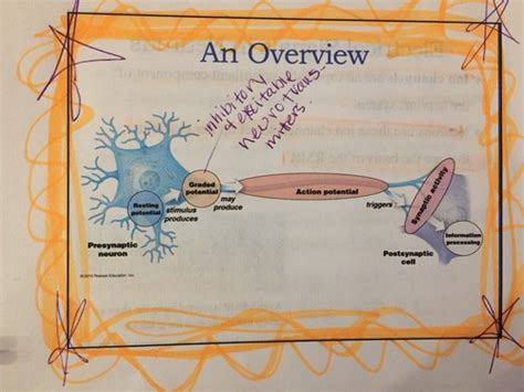 Aandp Lecture Exam 2 Flashcards Quizlet