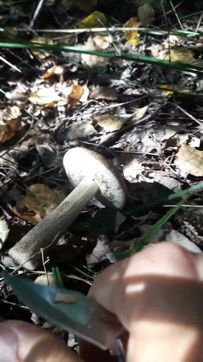 Гриб бабка 05 08 23 Youtube