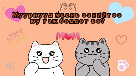 Муурнууд маань эзнийгээ юу гэж боддог вэ Муурны биеийн хэл Part2 Youtube