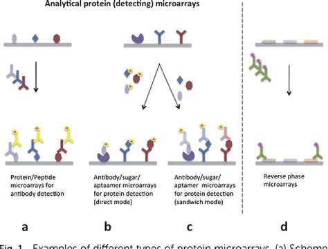 Figure 1 From Protein Microarray Technology How Far Off Is Routine