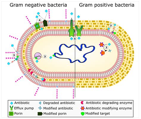 Antibiotic Resistance What Is So Special About Multidrug Resistant Gram