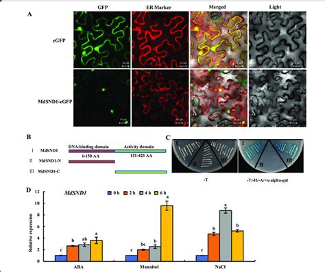 Subcellular Localization Transcriptional Activation And Stress Download Scientific Diagram